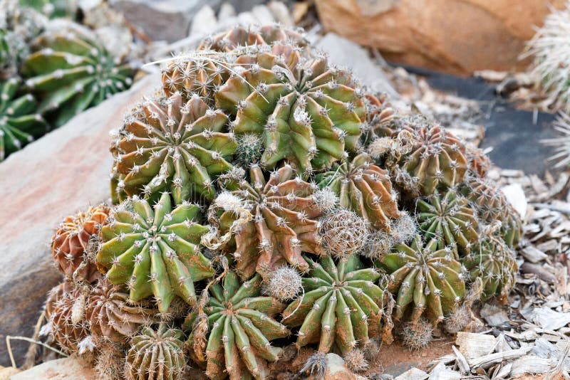 Succulent Plants Growing in a Triangle Shape Stock Photo - Image of ...