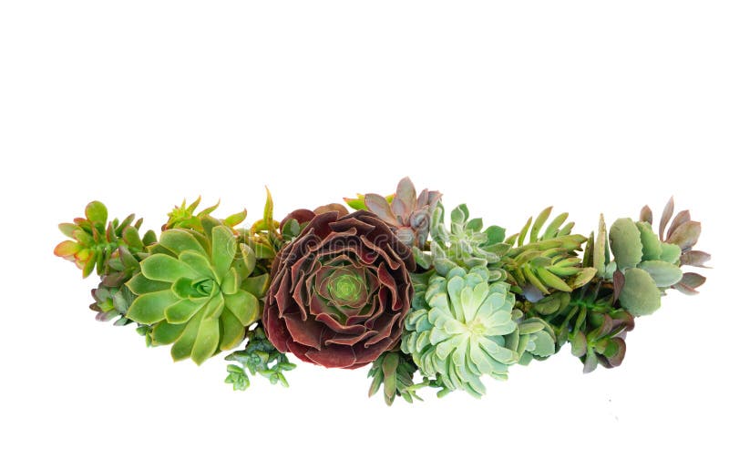 Succulent Plants Over White Stock Photo - Image of plant, banner: 196535216