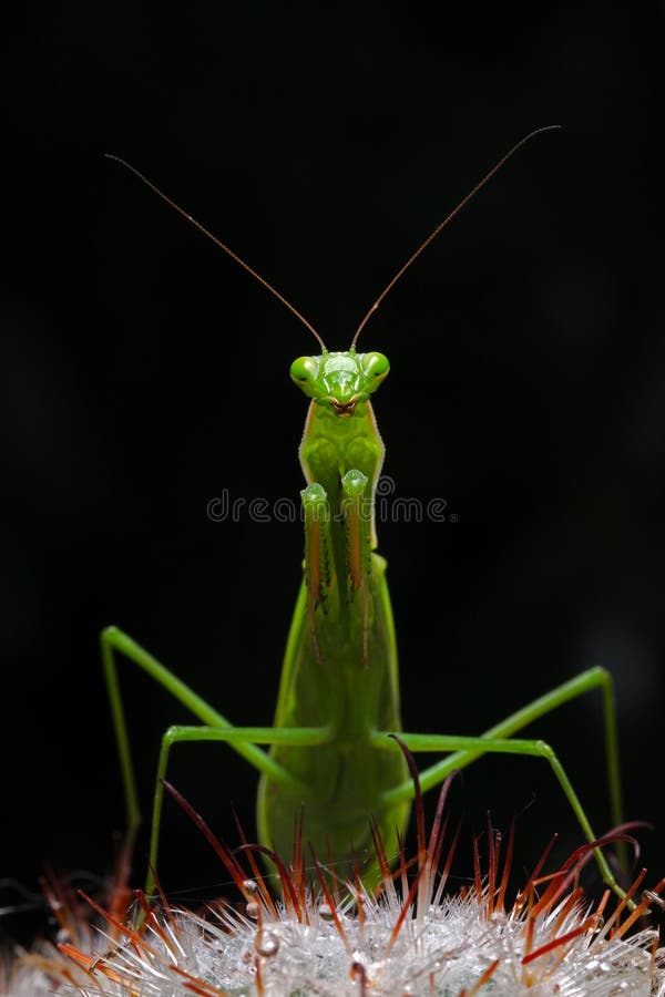 113 Mantis Compound Eye Stock Photos - Free & Royalty-Free Stock Photos ...