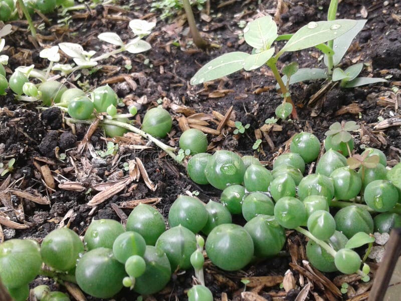 Succulent Plants with Round Leaves Stock Image - Image of succulent ...