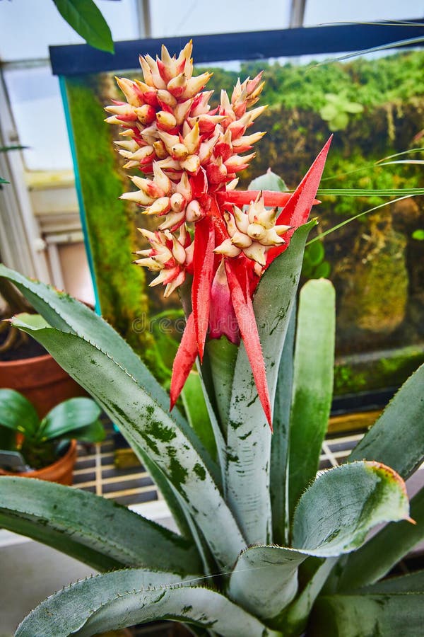 Succulent Plants with Spiky Red Leaves and White Bulbs with Terrarium ...
