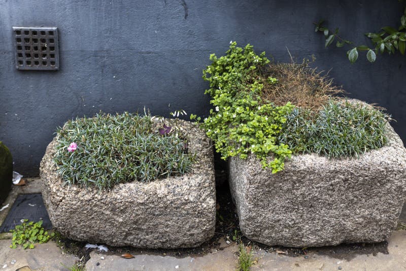 Succulent Plants in Two Stone Vases Near Gray Wall Stock Photo - Image ...