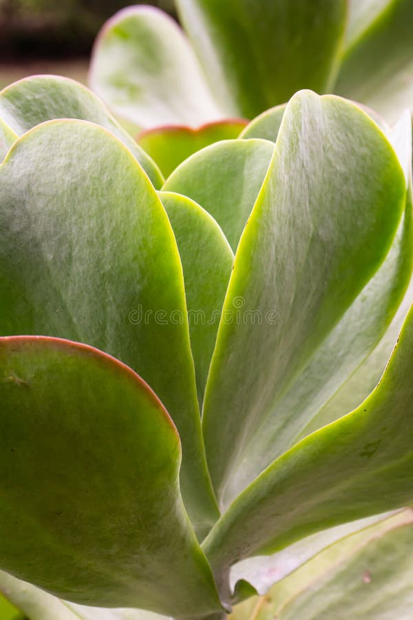 Succulent Plants with Very Large Leaves Stock Photo - Image of beauty ...