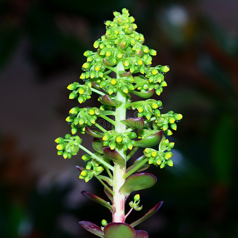 Succulent Plat Flower Buds after Rain Fall Stock Photo - Image of ...