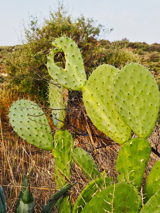 Succulent Prickly Pear Cactus with Sharp Thorns Stock Image - Image of ...