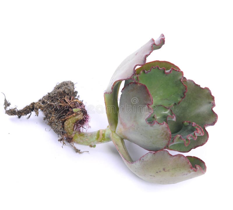 Succulent with roots stock photo. Image of ball, bloom - 54435308