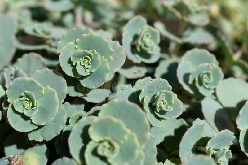 Succulent Round Leaves Pattern Stock Image - Image of leaf, closeup ...