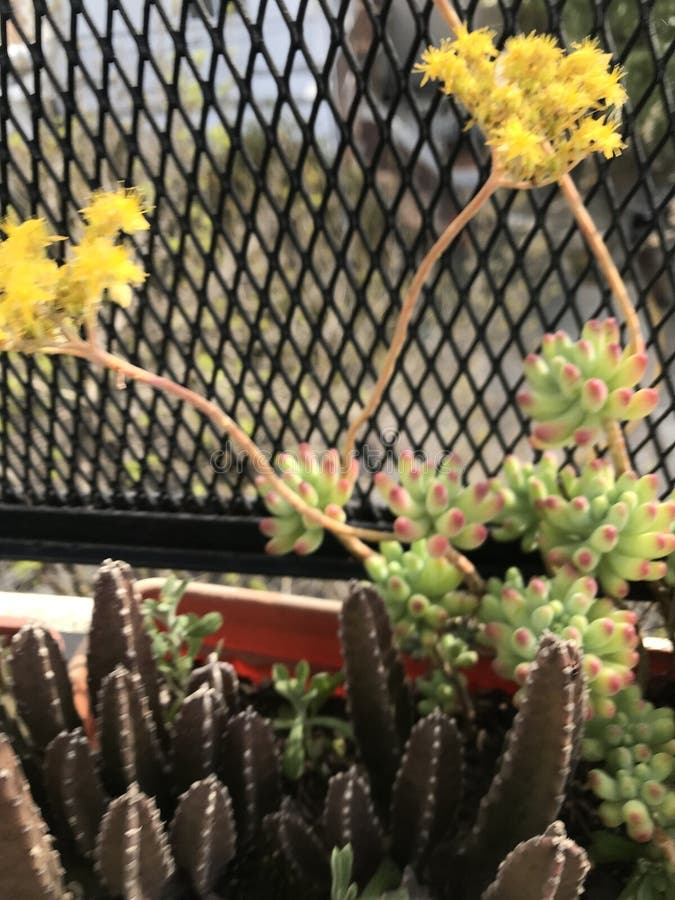 Succulent Sedum Rubrotinctum and Its Yellow Flower Stock Image - Image ...