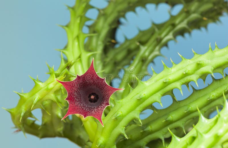 Succulent Stapelia Carrion Flower Stock Photo - Image of closeup ...