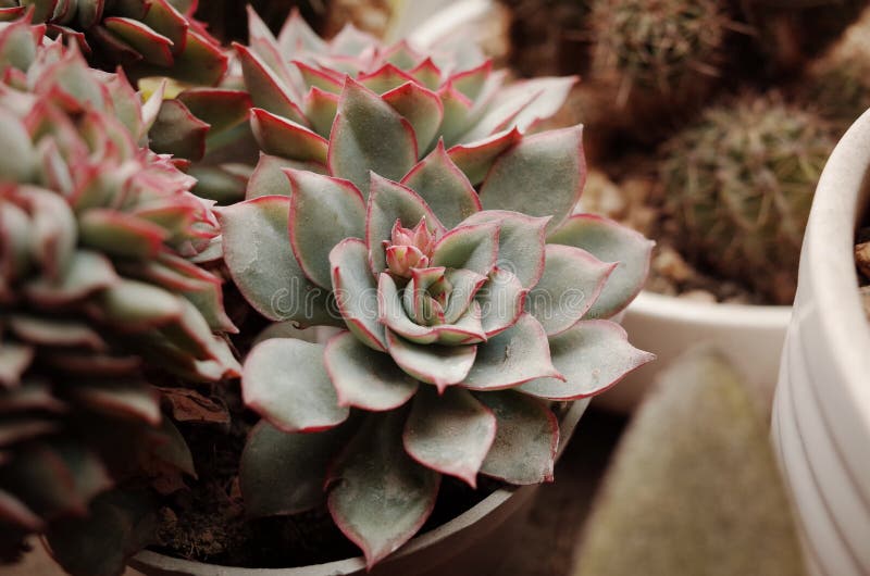 Succulent stock photo. Image of autumn, succulent, leaves - 231540272