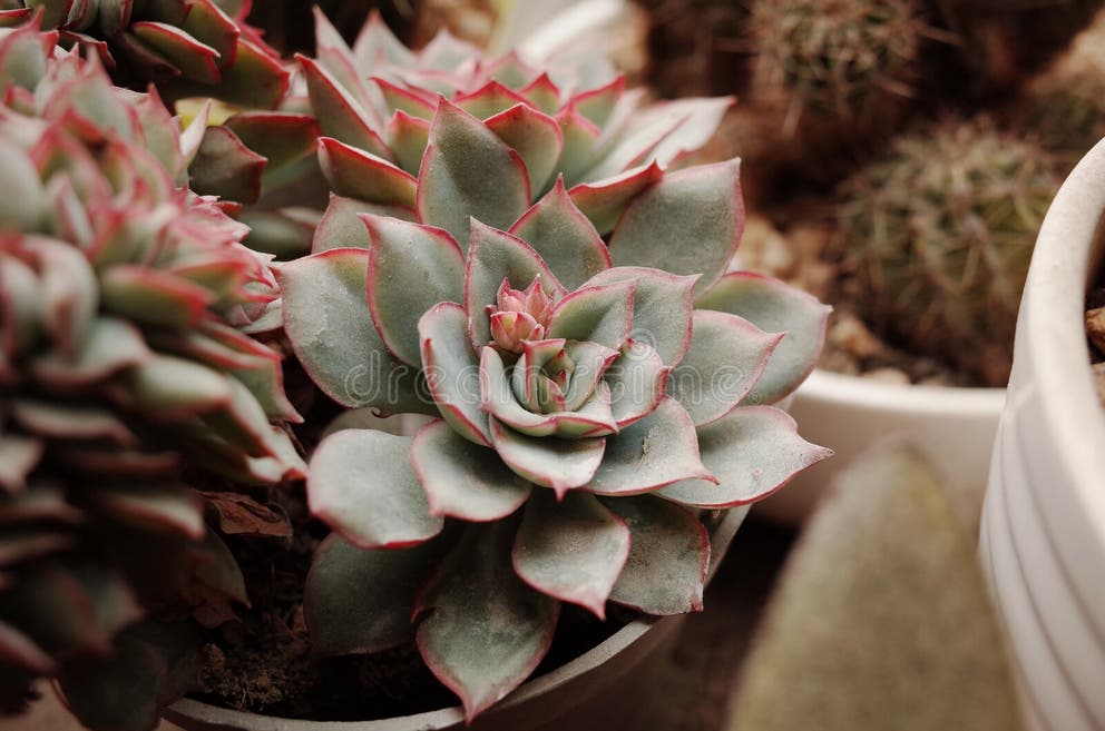Succulent stock photo. Image of autumn, succulent, leaves - 231540272