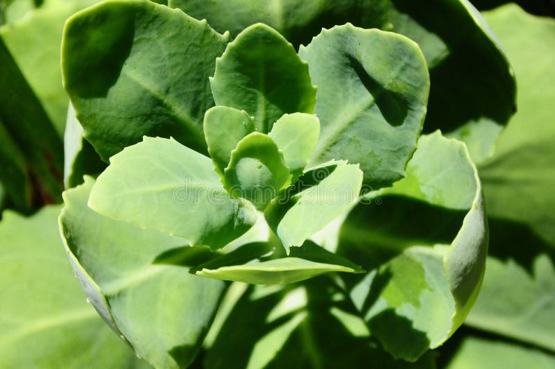 Succulent succulentus stock image. Image of organic, plant - 94186377