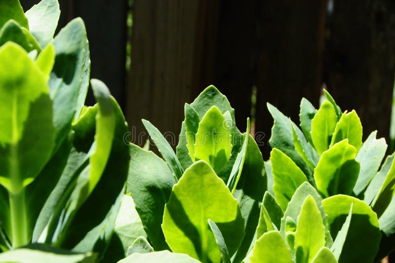 Succulent succulentus stock image. Image of nature, succulentus - 94186463