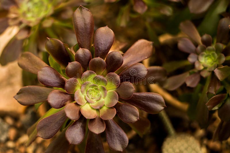 Succulent Texture Background . Plant in Greenhouse Stock Image - Image ...