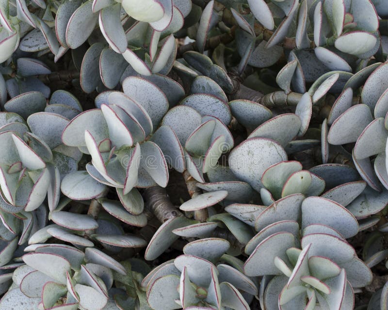 Succulent Texture stock image. Image of abstract, outdoors - 38931077