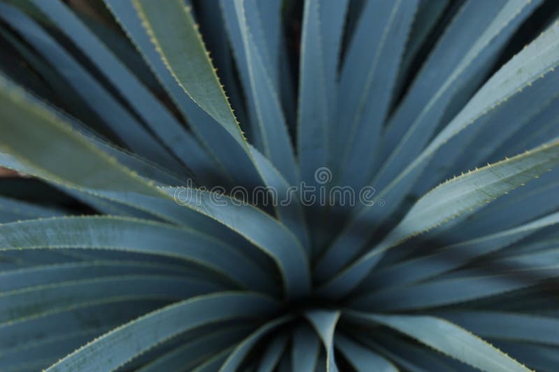 Succulent wheeler s sotol stock photo. Image of closeup - 13920450