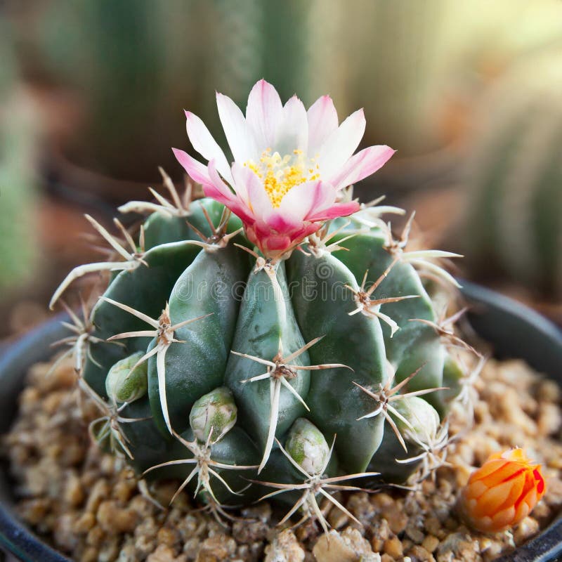 Succulent Wonderland: an Array of Cacti Creating Indoor Magic Stock ...