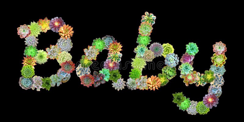 Succulent Word Stock Illustrations – 421 Succulent Word Stock ...