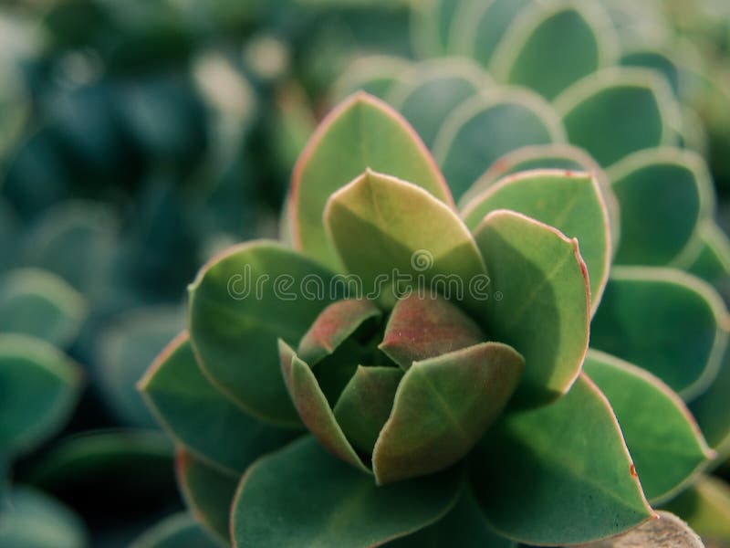Succulent stock photo. Image of succulent, buds, plants - 225254848