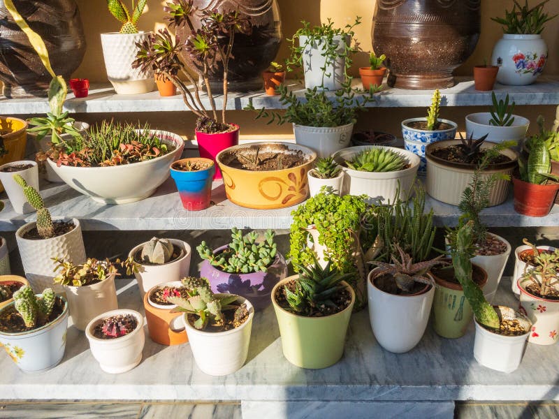 Display of Succulents and Cactus on a Shelf Stock Photo - Image of ...