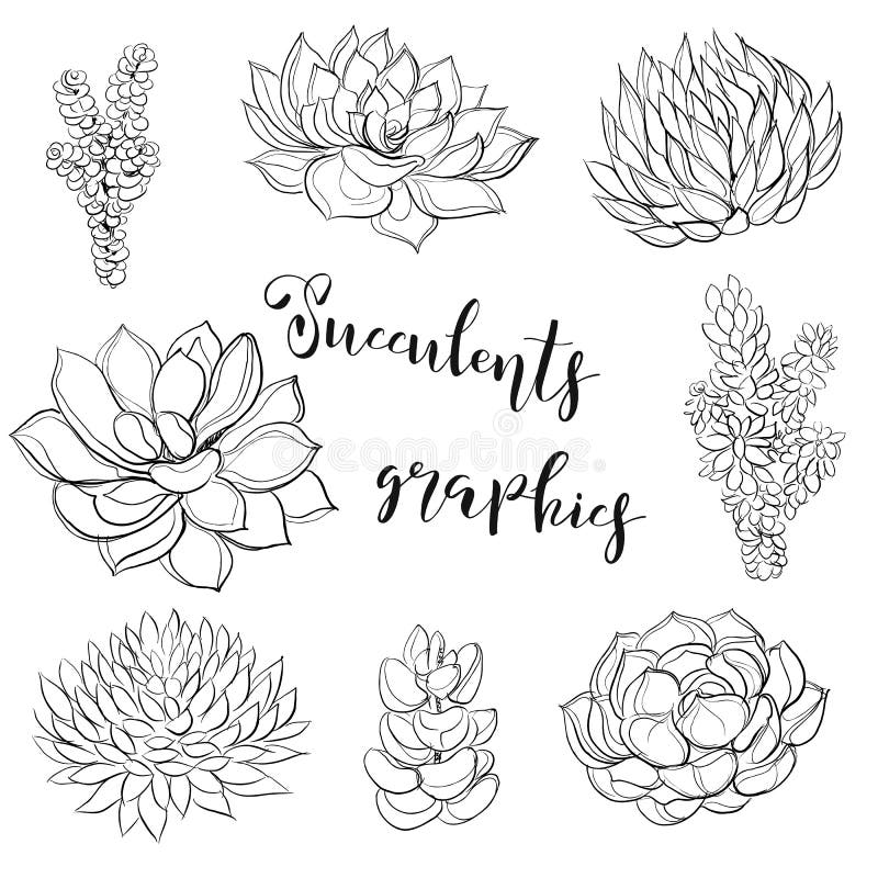 Succulent Outline Design with Cat in Cartoon Style. Ideal for Coloring ...