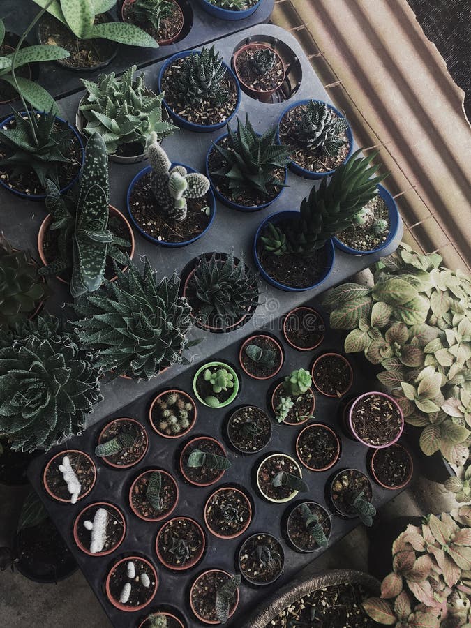 Succulents stock image. Image of tiny, green, succulents - 234035735