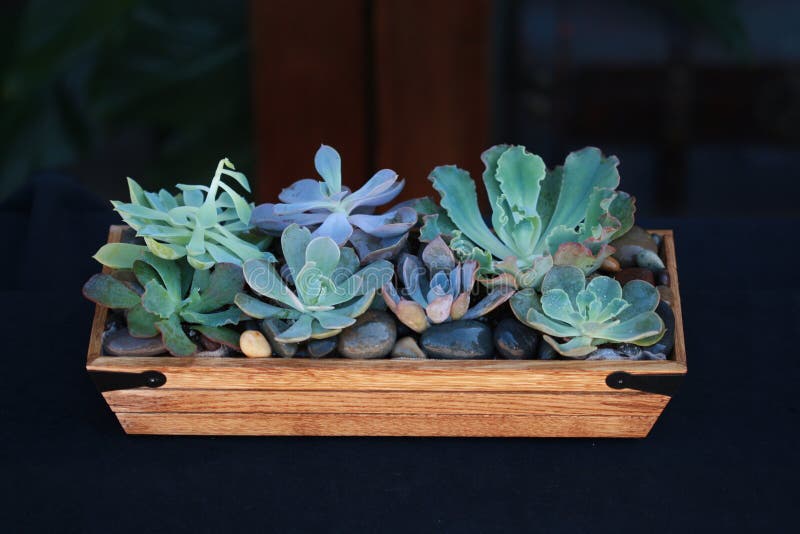 Succulents in a Wooden Box Tray Stock Photo - Image of wooden ...