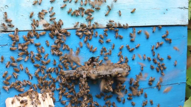 Excited Behavior of Bees before Leaving the Hive. Stock Footage - Video ...