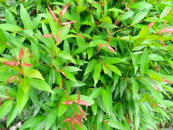 Such Beautiful Green Plants Around the Housing Complex Stock Photo ...