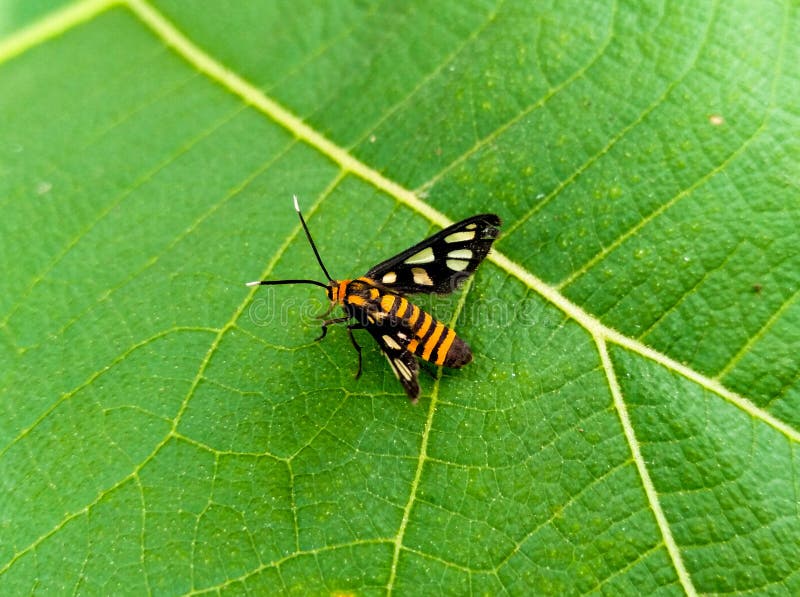 Hachi Cartoon Stock Photos - Free & Royalty-Free Stock Photos from ...