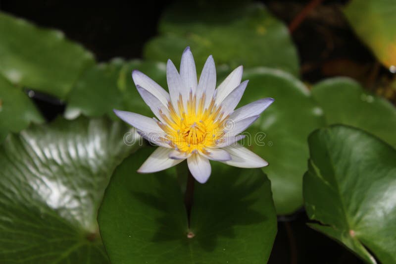Such a Beautiful Lotus Flower Stock Photo - Image of green, petal ...