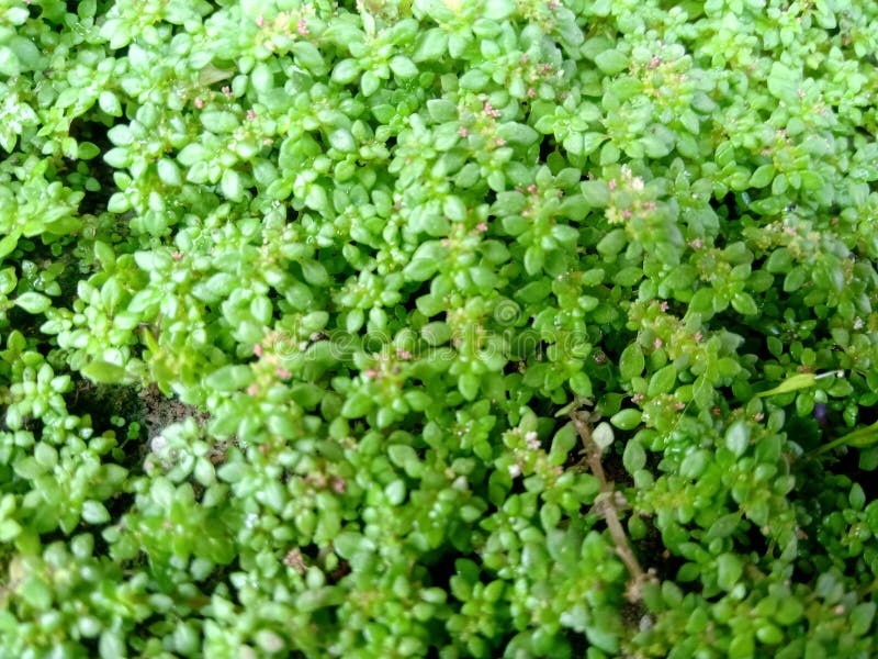 Such a Beautiful Pilea Microphylla Stock Photo - Image of pilea ...