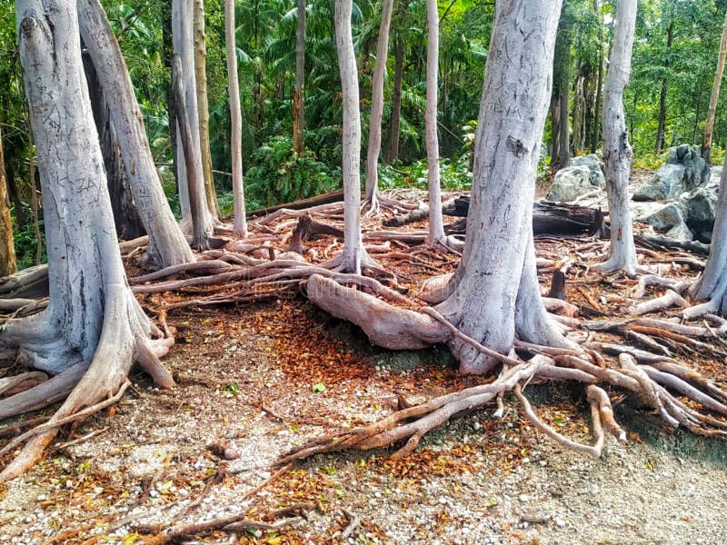 Such a Beautiful Protected Forest Area Stock Image - Image of area ...