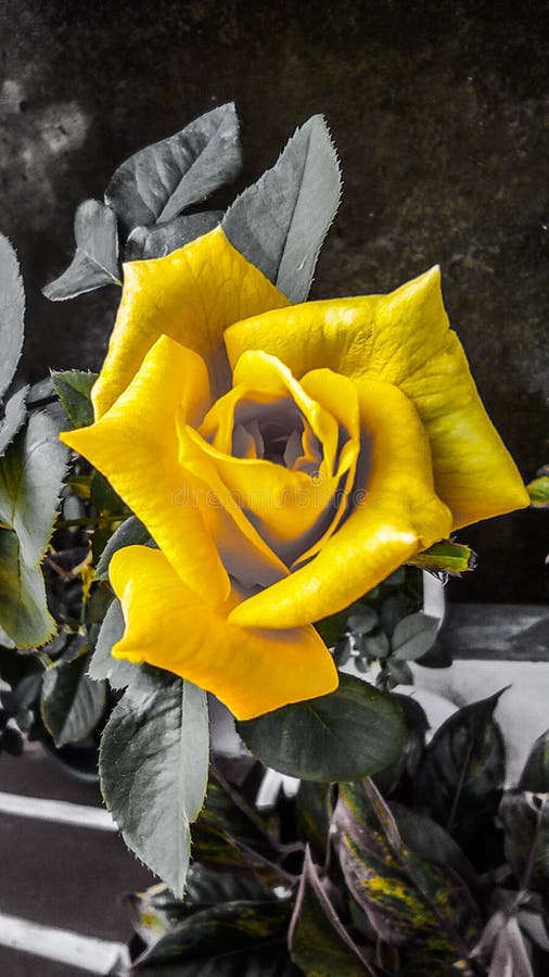 Such Beautiful Yellow Roses Stock Photo - Image of beautiful, rose ...