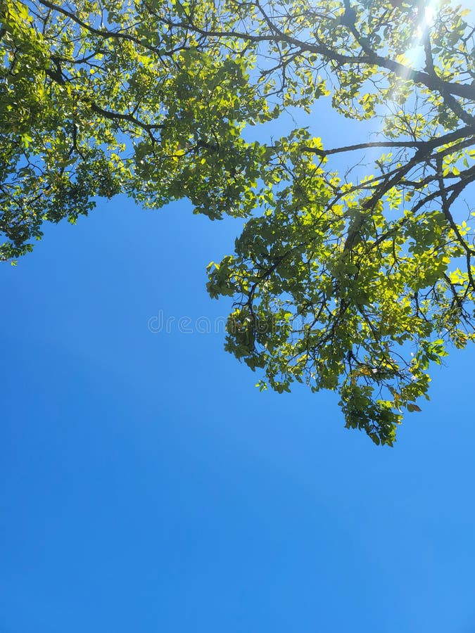 Such a calm tree stock image. Image of leaf, shrub, yellow - 251295145