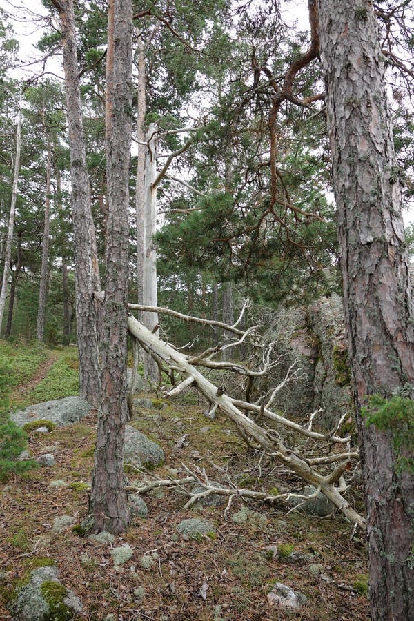 The Tree Felled by the Storm Has Dried Up and Dropped Off the ...