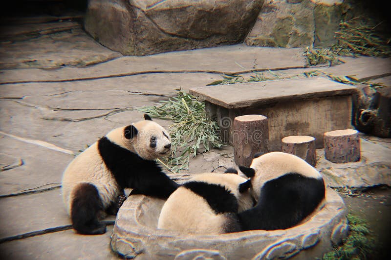 Such a lovely panda stock image. Image of bird, bear - 270747317