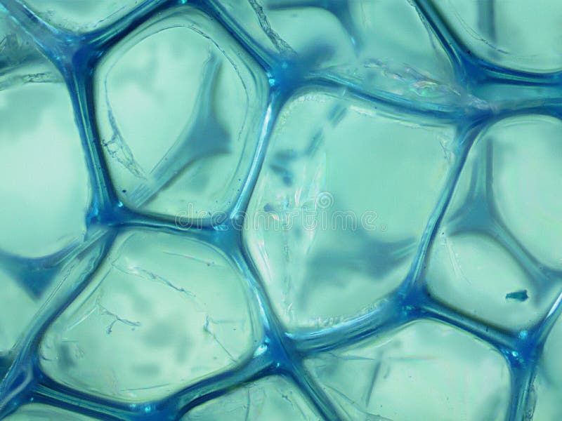 Sponge Microscope Stock Photos - Free & Royalty-Free Stock Photos from ...