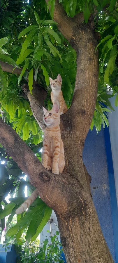 Solid Cat Brothers Stock Photos - Free & Royalty-Free Stock Photos from ...