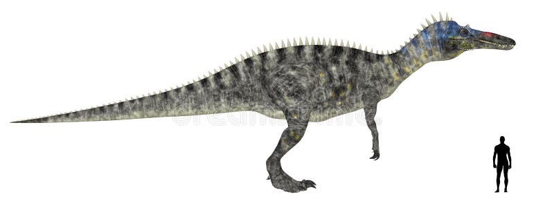 Dinosaur Apatosaurus and Human Size Comparison Stock Illustration ...