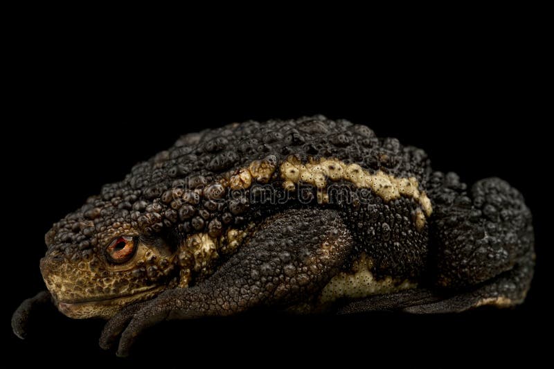 Giant False Toad (Pseudobufo Subasper) Stock Image - Image of subasper ...