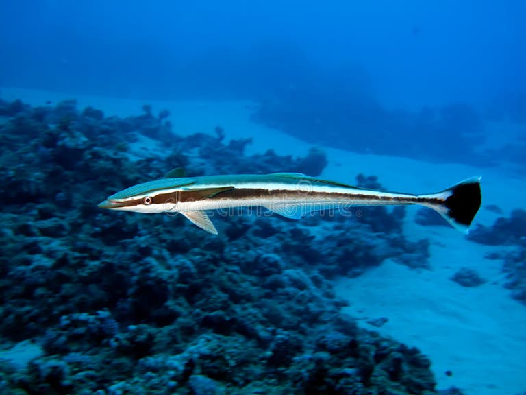 Sucker fish stock image. Image of macro, remora, redsea - 11017259