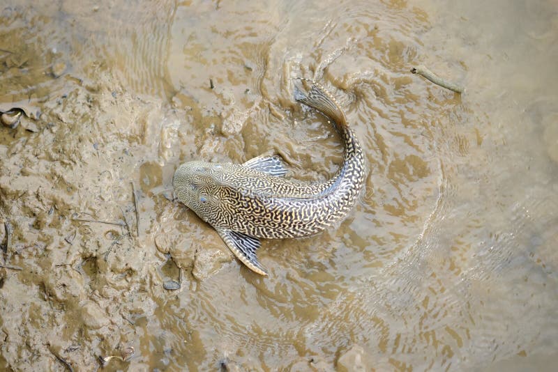 Sucker fish stock image. Image of sport, animal, sucker - 57486591