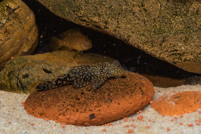 129 Sucker Type Stock Photos - Free & Royalty-Free Stock Photos from ...