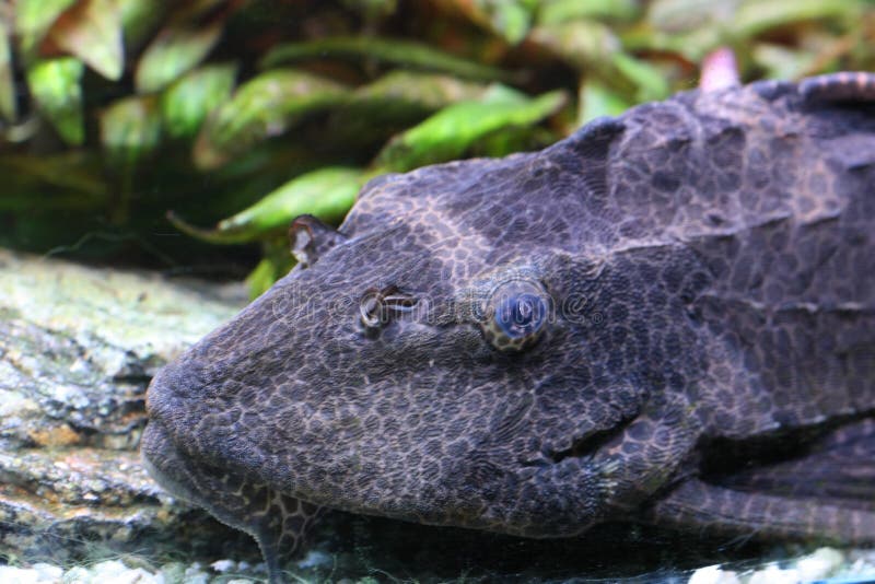 Suckermouth catfish stock image. Image of plecostomus - 8599049