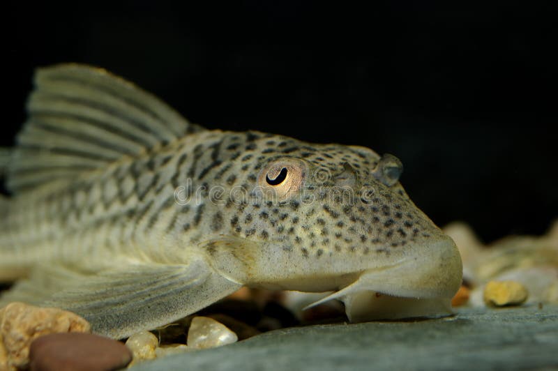 Rubber Lip Pleco Max Size
