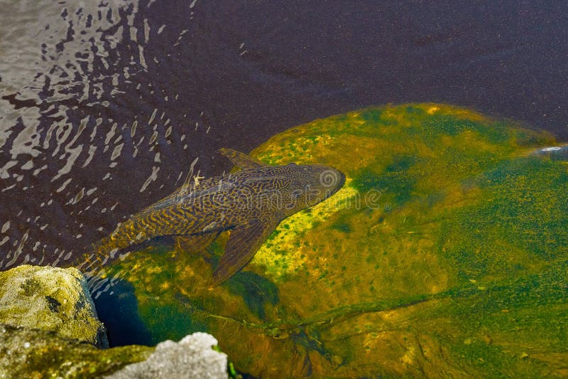 Suckermouth Catfish Swimming by Algae-Covered Rocks in Shallow Waters ...