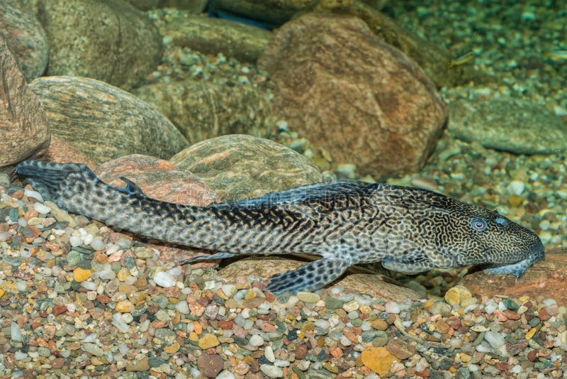 Suckermouth Fish in a Aquarium Stock Photo - Image of reflection ...