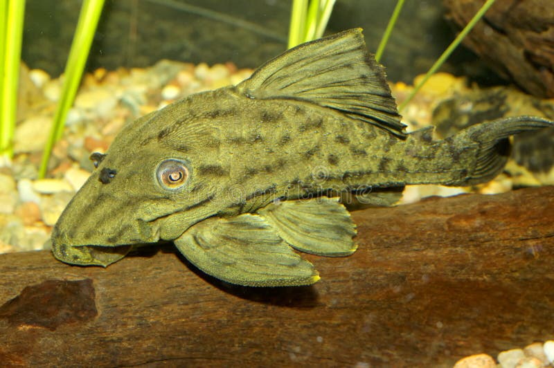 Suckermouth fish stock photo. Image of wild, hobby, american - 53828518