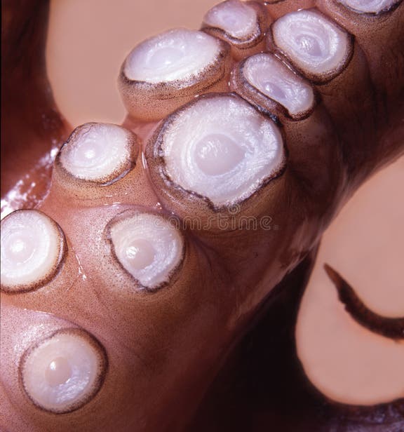 Suckers stock image. Image of octopus, ocean, suckers - 12806483